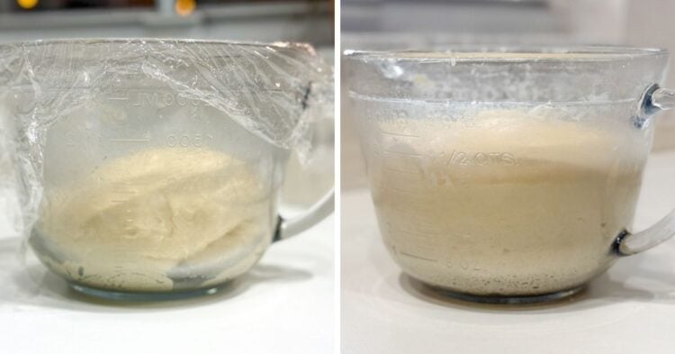 The Ultimate Guide to Getting Started With Sourdough - That Sourdough Gal